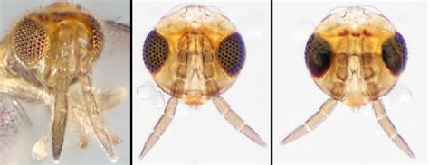 Aphelinidaeencarsia Bugguidenet