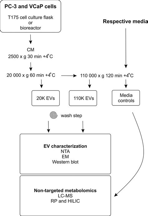 Schematic Overview Of The Workflow Of The Study Conditioned Media From