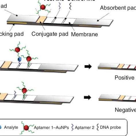 2 Schematic Representation Of A Sandwich Assay Based On A Pair Of Download Scientific Diagram