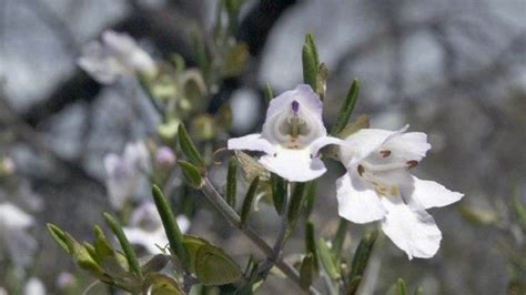 Native Mints Gardening Australia