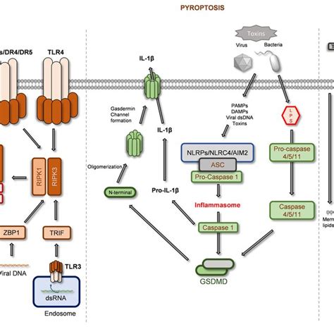 Schematization Of Signaling Pathways Of Regulated Forms Of Necrosis