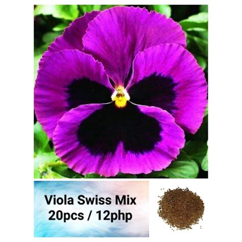 Viola Swiss Mix Seeds 20pcs Shopee Philippines