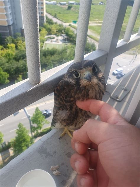 더쿠 황조롱이 진짜 이쁘네요짤 교체 추가