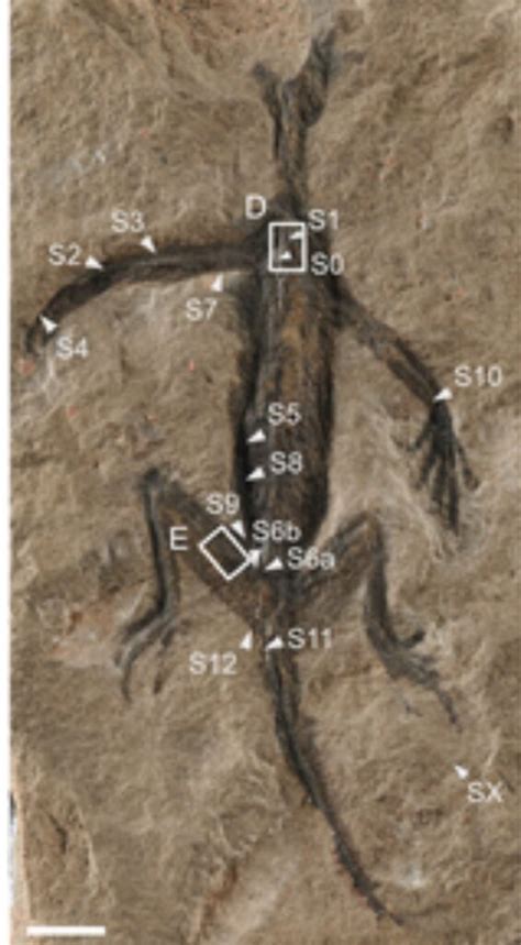 Fake Fossils Neurologica Blog