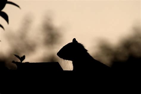 Squirrel Shadow 1910073109 Everything Is Permuted