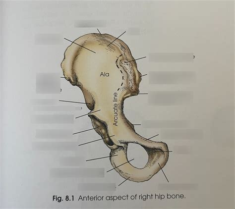 Anterior Hip Diagram Quizlet