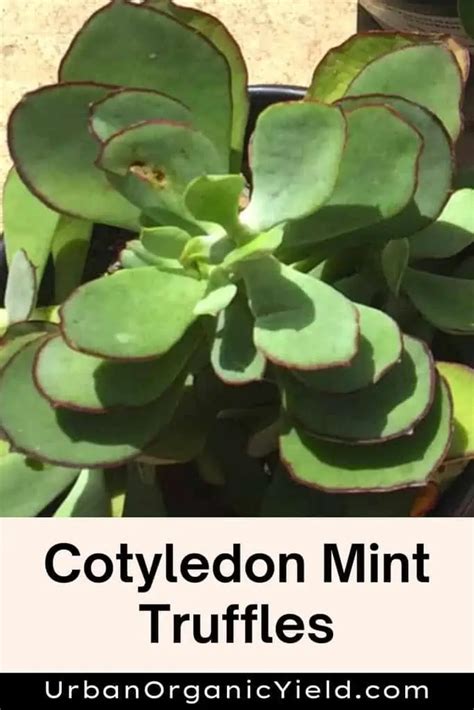 Cotyledon Varieties
