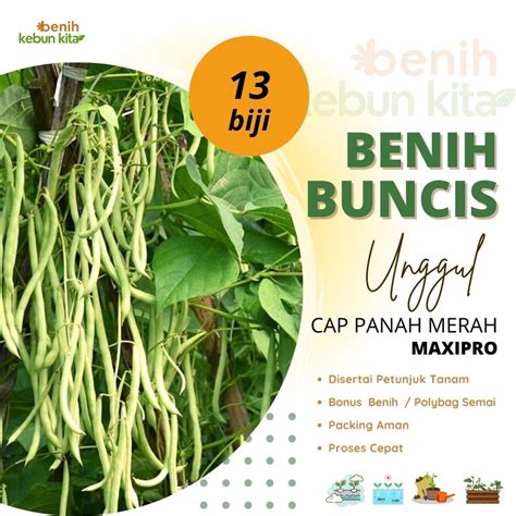 Jual 13 Biji Benih Buncis Rambat Maxipro Shopee Indonesia