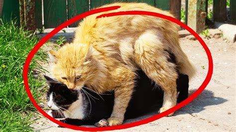 How Do Cats Breed Fascinating Feline Reproduction Facts Cats