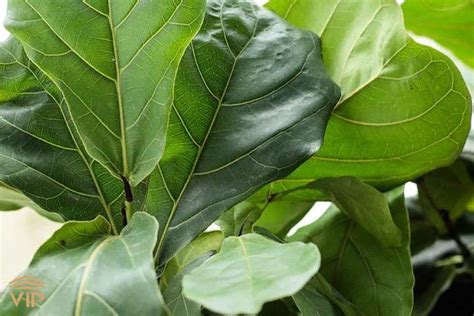 گیاه فیکوس لیراتا را با شیوه نگهداری، مراقبت و تکثیر بشناسید
