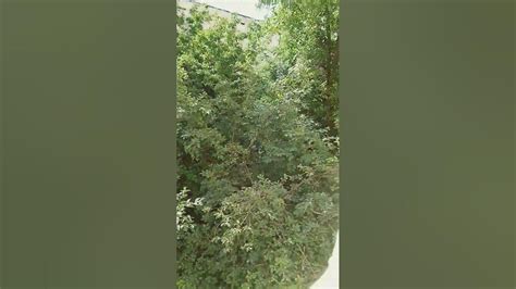 сирена головый Memlgbtgavno Youtube