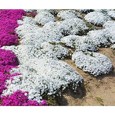 White Creeping Thyme Seeds Easy Grow Ground Cover For Gardens