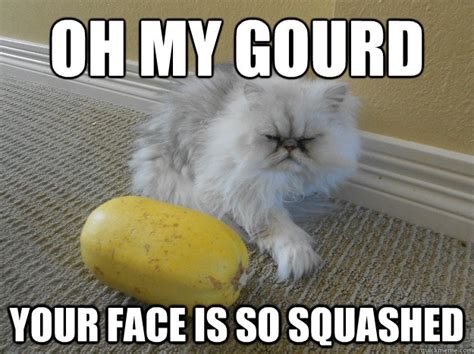 Squash Cat Memes Quickmeme