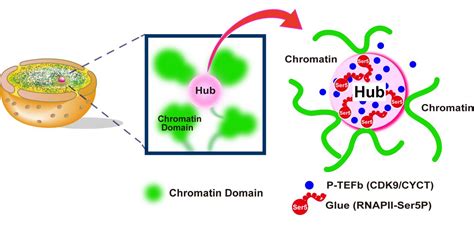 Active Rnapii Restricts Chroma Image Eurekalert Science News Releases