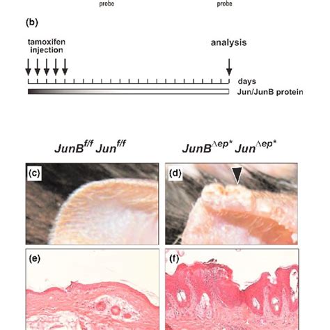 Functions Of Jun And Fos Proteins Download Table