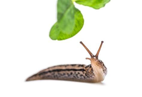 Images De Limax Téléchargement Gratuit Sur Freepik