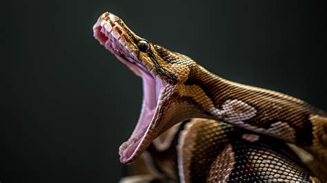 Burmese Pythons Are Helping Rats Take Over Floridas Everglades — And