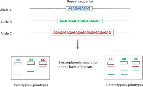 Diagrammatic Representation Of Ssr Marker Download Scientific Diagram