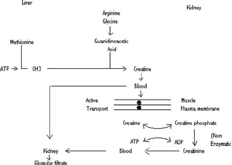 Synthesis Transport And Utilization Of Creatinine And Its Excretory