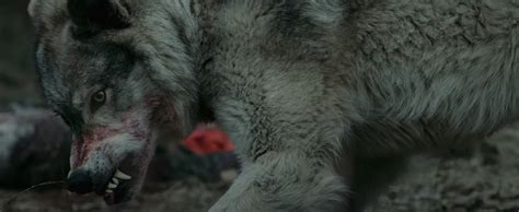 Everything You Need To Know About Out Come The Wolves Movie 2024