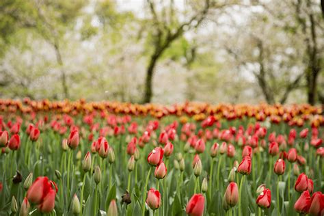 봄에 피는 꽃 사진 사진 배경 봄 꽃들 꽃가지 배경 일러스트 및 사진 무료 다운로드 Pngtree