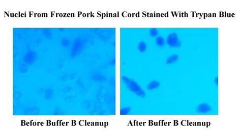 Bio Etc Pte Ltd New Product Release Single Nucleus Isolation Kit