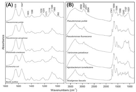 12 Ftir Spectra Of Various Bacteria Collected By A