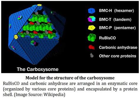 Carboxysomes Easybiologyclass