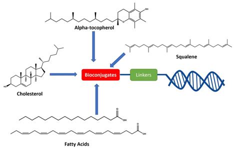 Delivery Of Oligonucleotides Efficiency With Lipid Conjugation And