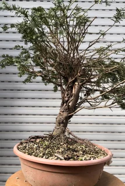 Tasso Bonsai Chuhin Taxus Baccata Eur 8500 Picclick It