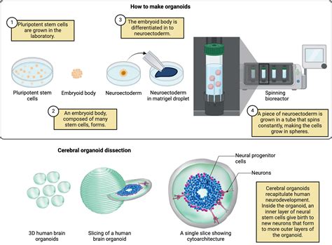 4 7 How Can Brain Organoids Help Us Make Inferences About Brain