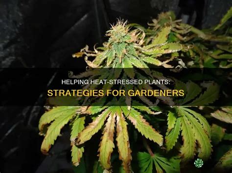 Helping Heat Stressed Plants Strategies For Gardeners Shuncy