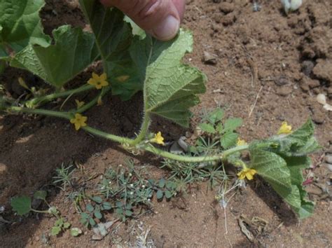 Name Aardvark Cucumber Cucumis Humifructus Range Tropical