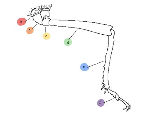 Bug Leg Labelling Quiz