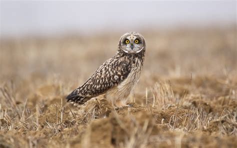 Aves Y Fotografía De Naturaleza Rapaces Nocturnas Ibéricas Parte V