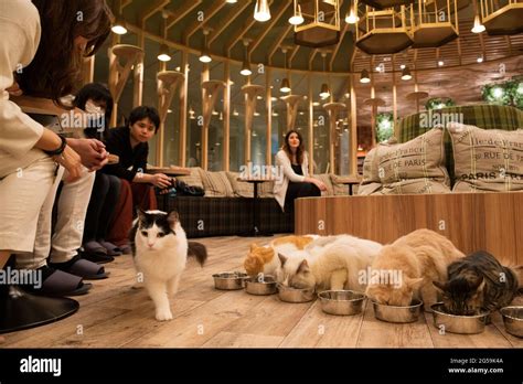 Japanese Cat Cage At Edward Oneal Blog