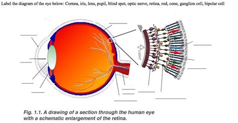 Eye Diagram Labeled Rods And Cones At Jessie Ramirez Blog