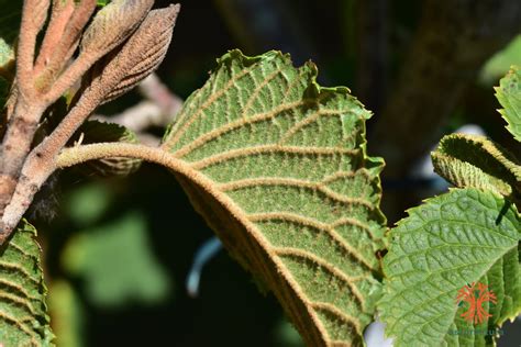 Viburnum Lantanoides 3 De 6 47914
