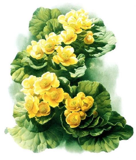 Zeng Xiao Lian Botanical Watercolor Art Kaleidoscope