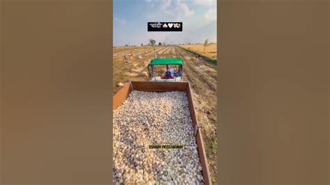 चांदी ⚪👍 Kisaani Agriculture Farming Farmer Kisanagro Urbanagriculture Kisani