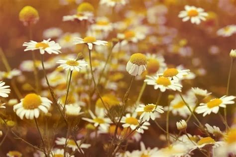 Chamomile Flower Benefits Dosage Side Effects Drug Interactions And Other Important