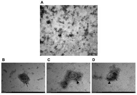 Induction Of Robust And Specific Humoral And Cellular Immune Responses