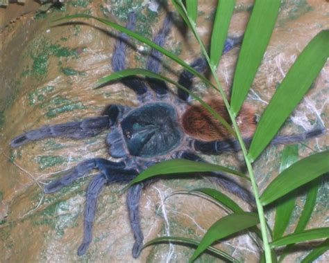 Greenbottle Blue Tarantula Facts Diet Habitat And Pictures On