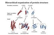 Hierarchical Organizatn Of Protein Structur Wellcome Collection