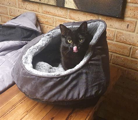 Small Kitty Big Mlem Rmlem