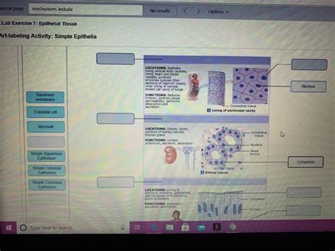Stratified Epithelial Tissue Labeling Exercise