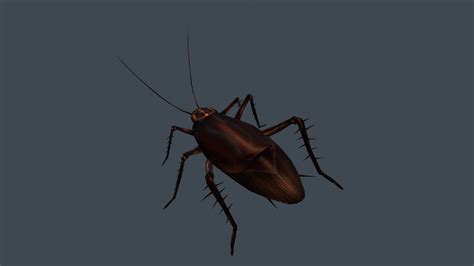 3d Cockroach Model Turbosquid 2175959