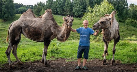 Małobądz Pan Kazimierz Hoduje Wielbłądy W Swojej Zagrodzie