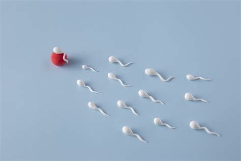 Spermatosel Epididim Kist Tedavisi Nedir Belirtileri Nelerdir