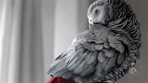 Calcium Metabolism In African Grey Parrots